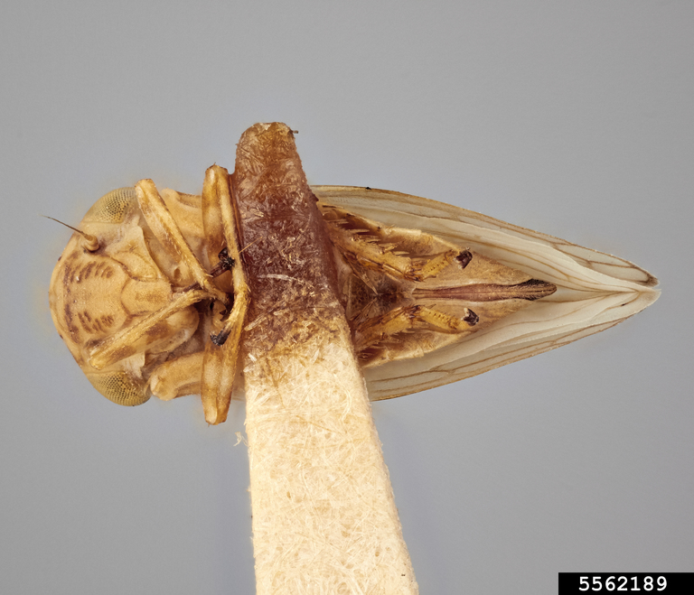 Leafhopper (Aceratagallia calcaris)