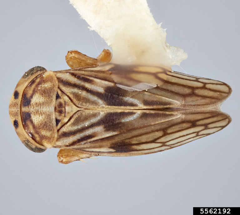 Leafhopper (Aceratagallia sordida)