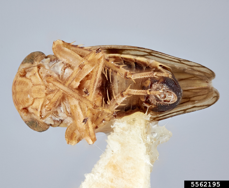 Leafhopper (Aceratagallia sordida)
