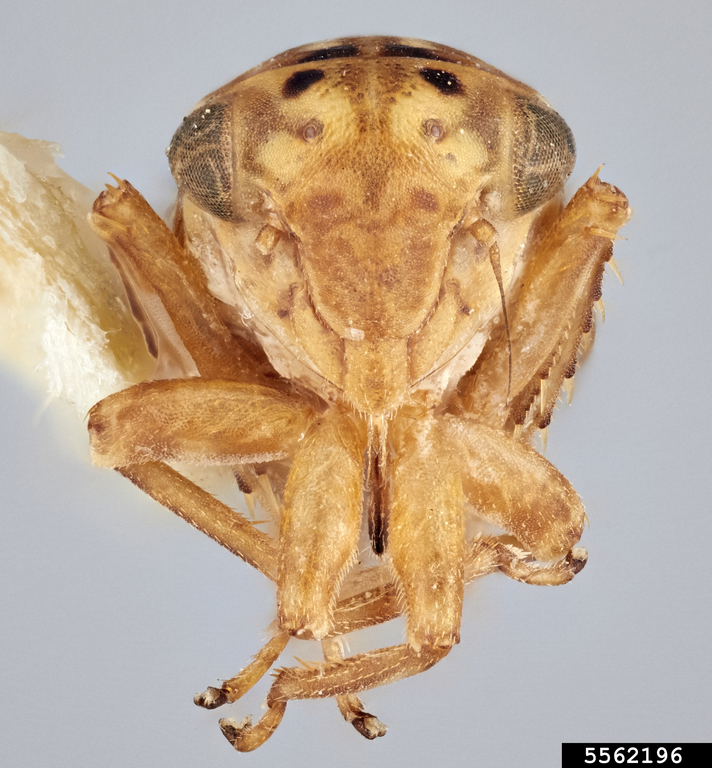 Leafhopper (Aceratagallia sordida)