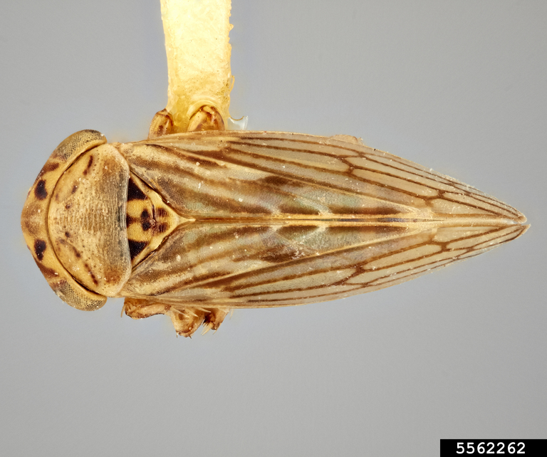 Leafhopper (Aceratagallia neosignata)