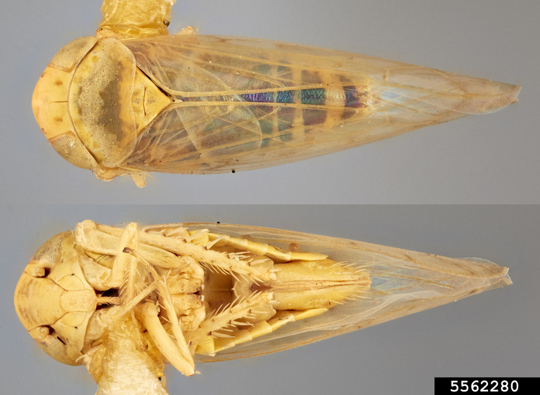 beet leafhopper (Neoaliturus tenellus)