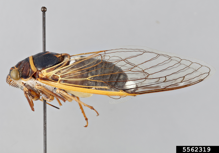 scrub cicada (Diceroprocta cinctifera (Uhler))