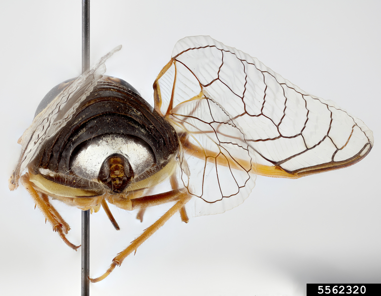 scrub cicada (Diceroprocta cinctifera (Uhler))