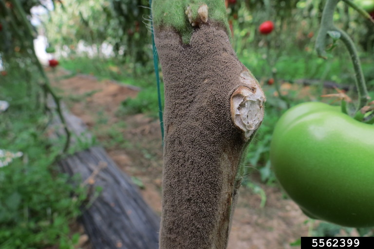 Gray Mold Tomato