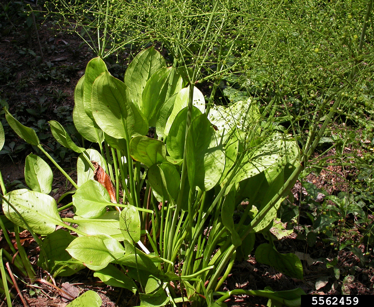 northern waterplantain (Alisma plantago-aquatica)