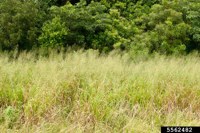 guineagrass (Megathyrsus maximus)