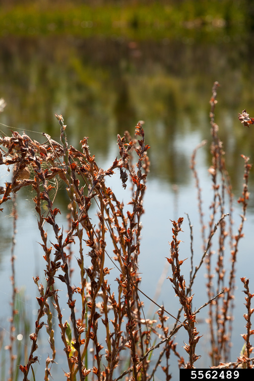 frogsmouth (Philydrum lanuginosum Banks & Sol. ex Gaertn.)