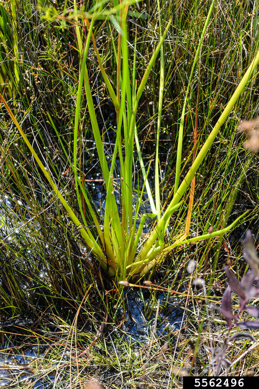 frogsmouth (Philydrum lanuginosum)