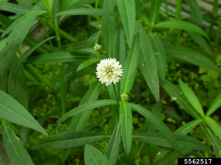 alligatorweed (Alternanthera philoxeroides (Mart.) Griseb.)
