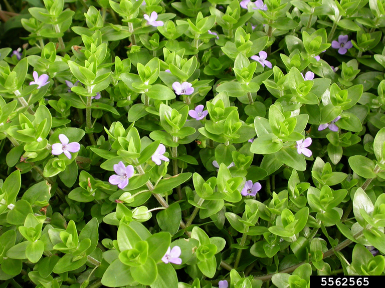 bacopa (Bacopa lanigera)