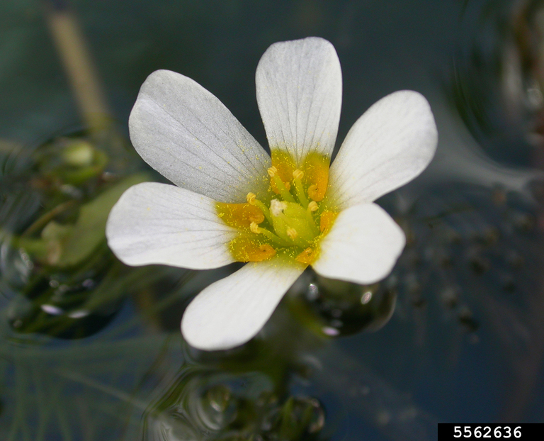 Carolina fanwort, fanwort (Cabomba caroliniana A. Gray)