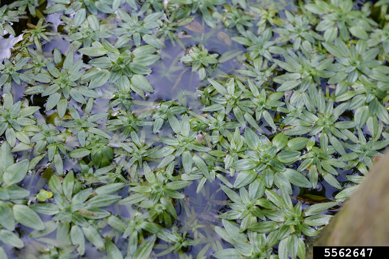 water-starwort (Genus Callitriche)