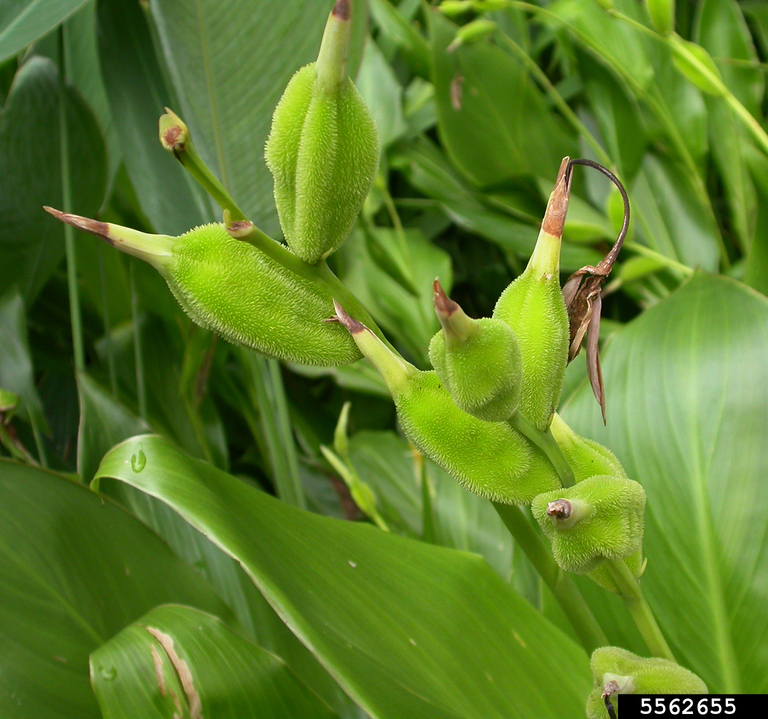 canna (Genus Canna L.)