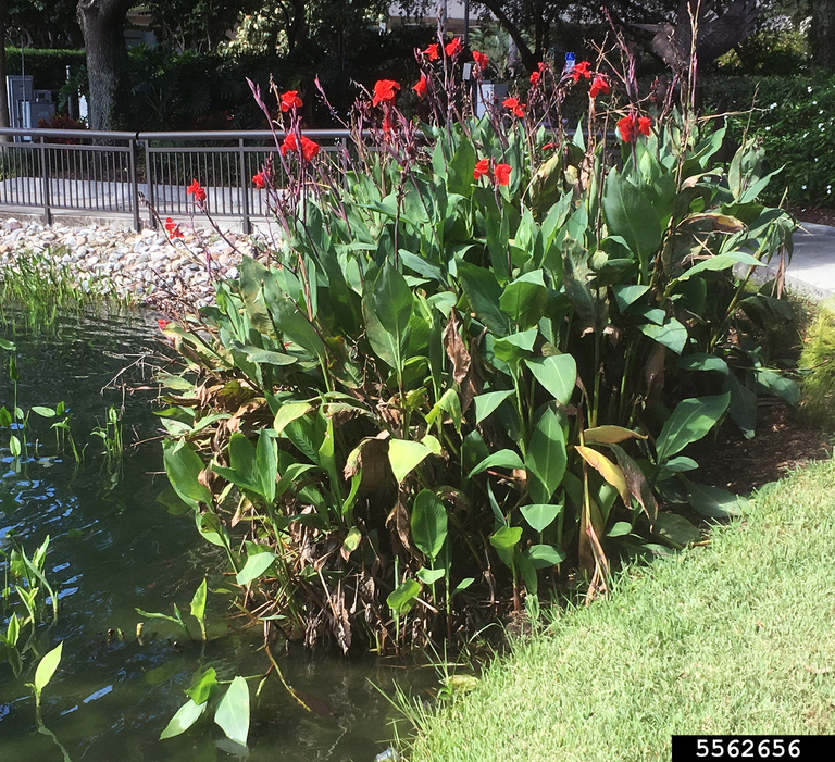 canna (Genus Canna)