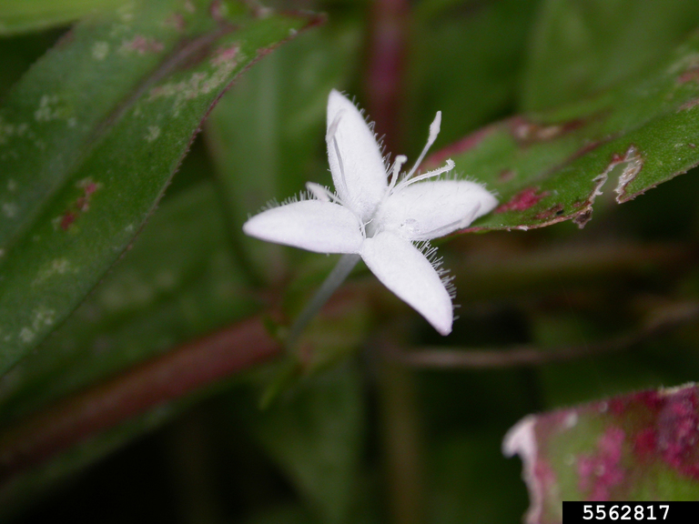 Virginia buttonweed (Diodia virginiana)