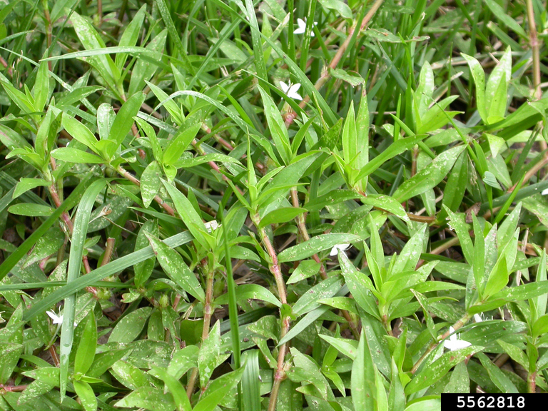 Virginia buttonweed (Diodia virginiana L)