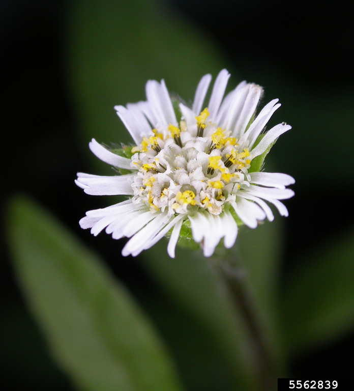 eclipta (Genus Eclipta)