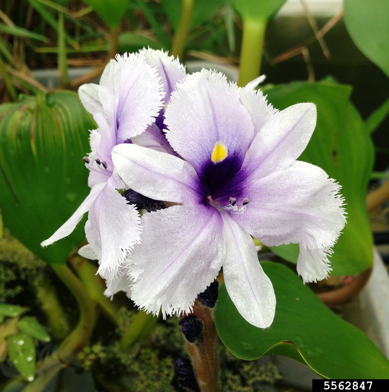 anchored waterhyacinth (Eichhornia azurea (Swartz) Kunth)