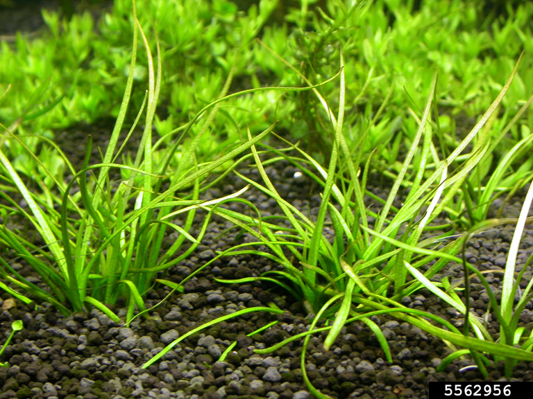 pygmy chain sword (Helanthium tenellum)