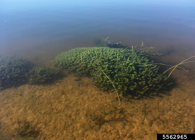 manatee mudflower (Hemianthus glomeratus)