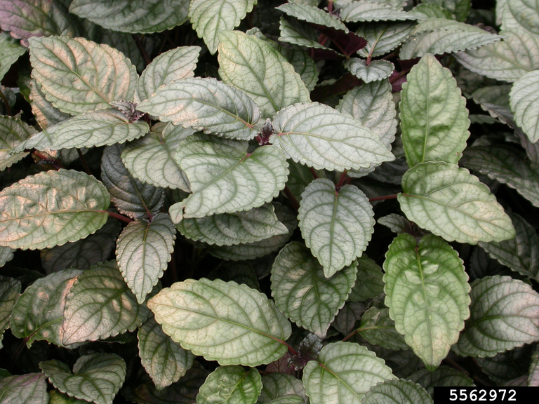 red flame ivy (Hemigraphis colorata W.Bull)