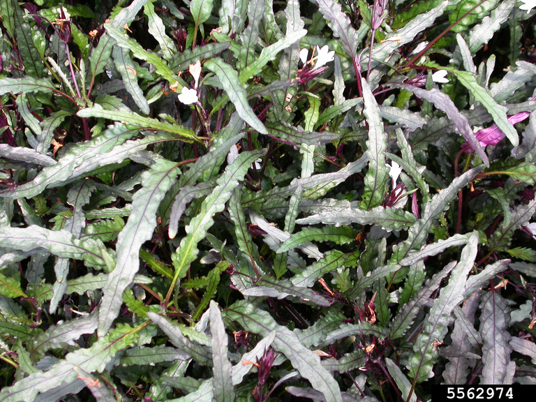 Dragon's breath (Hemigraphis repanda (L.) Hallier f.)