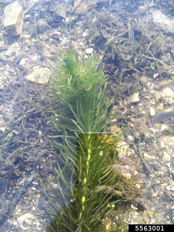 marestail (Hippuris vulgaris L.)