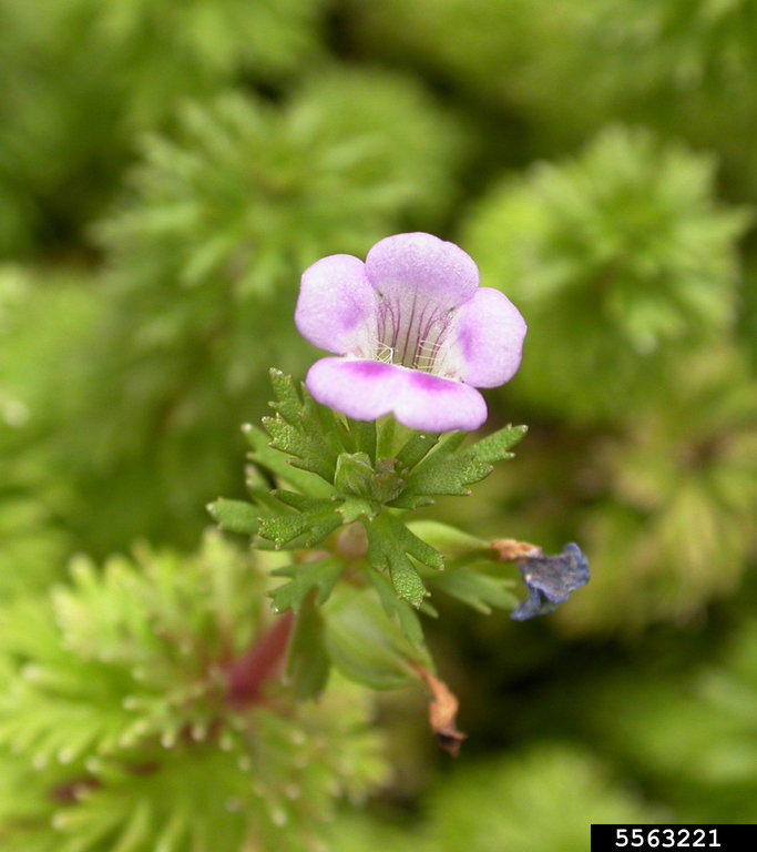 marshweed (Limnophila x ludoviciana)