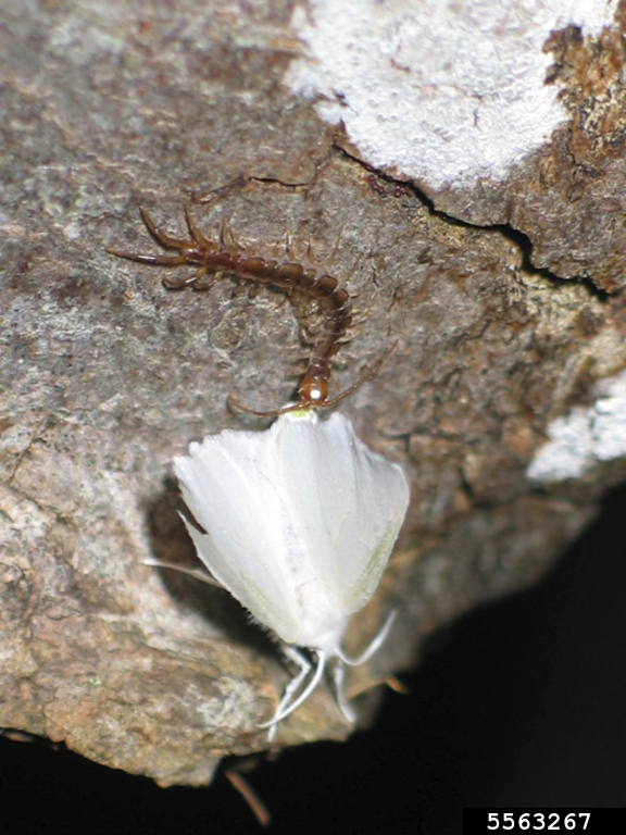 elm spanworm (Ennomos subsignaria (Hubner))