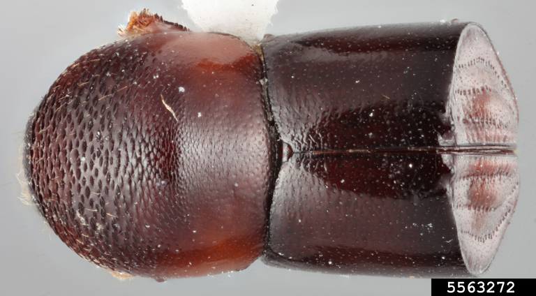 ambrosia beetle (Amasa beesoni (Eggers, 1930))