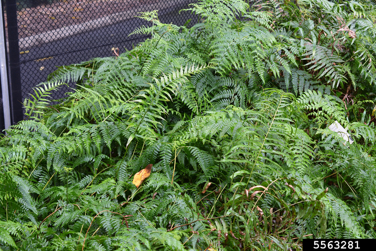 swamp water fern (Blechnum indicum Burm.f.)