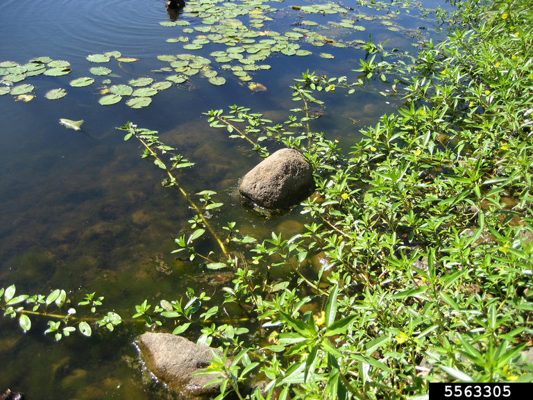 floating primrose-willow (Ludwigia peploides ssp. montevidensis (Spreng ...