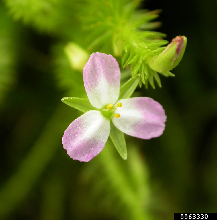 bogmoss (Mayaca fluviatilis)