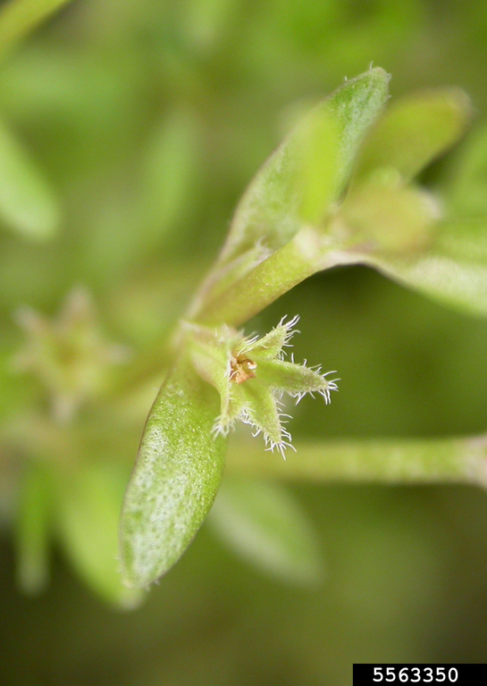 Chickweed sparrow (Microcarpaea minima)