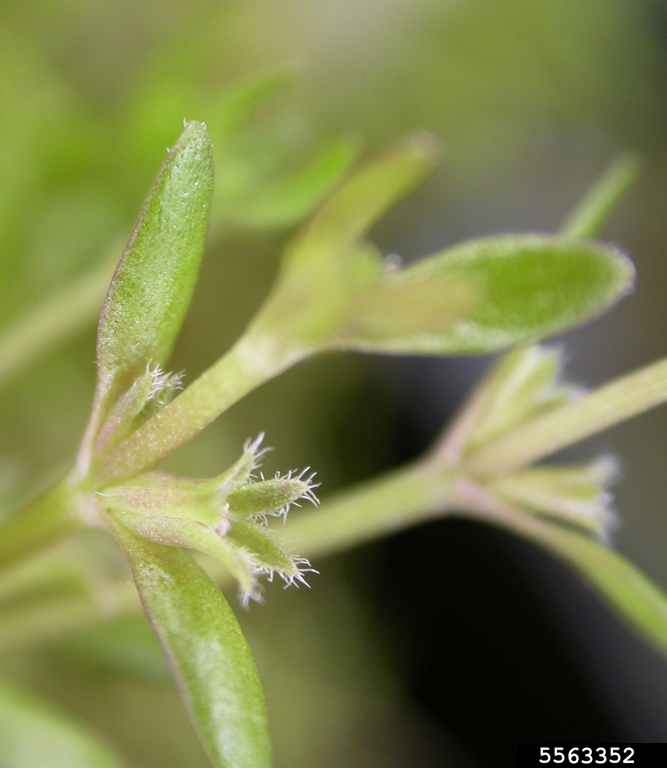 Chickweed sparrow (Microcarpaea minima)