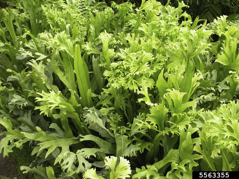 Java fern (Microsorum punctatum)