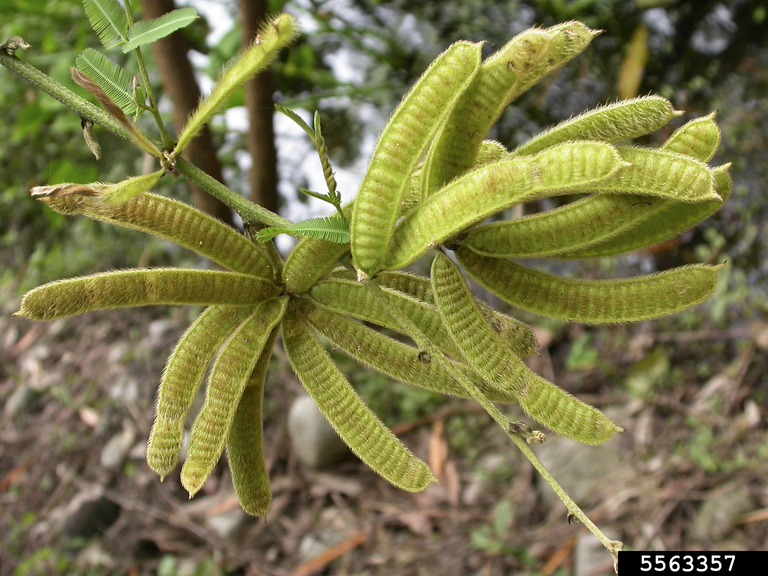 catclaw mimosa (Mimosa pigra L.)