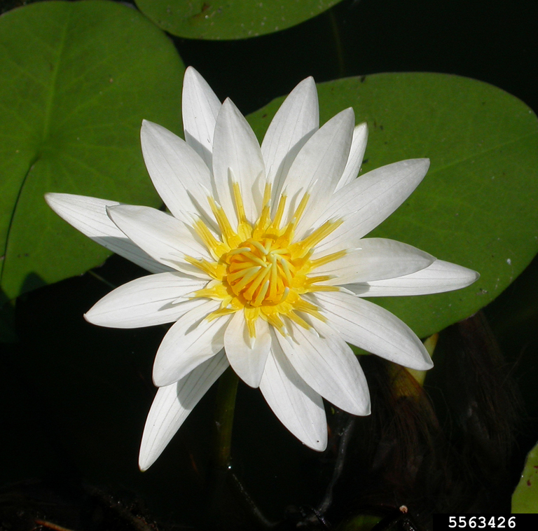 waterlilies (Genus Nymphaea)