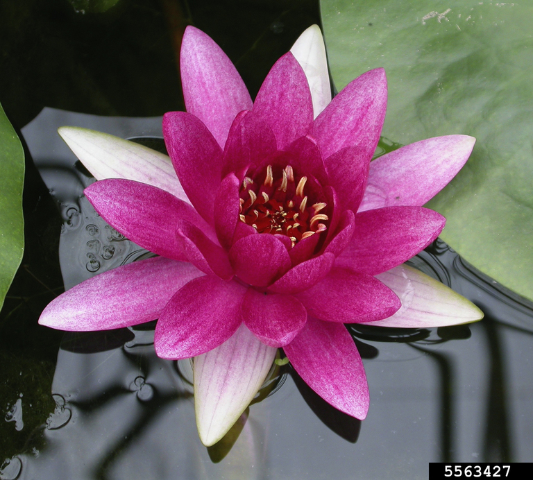 waterlilies (Genus Nymphaea L.)