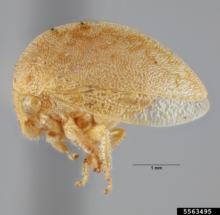 Treehopper (Amastris lycioda Ball)