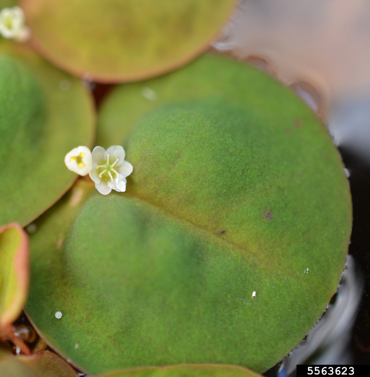 red-root floater, Phyllanthus fluitans (Euphorbiales: Euphorbiaceae ...