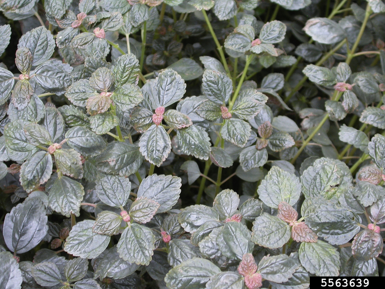 clearweed (Pilea pubescens)