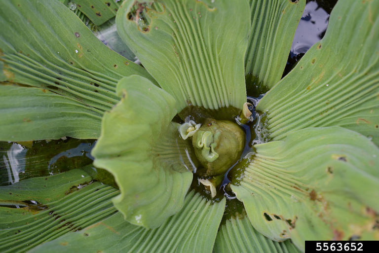 water lettuce (Pistia stratiotes)