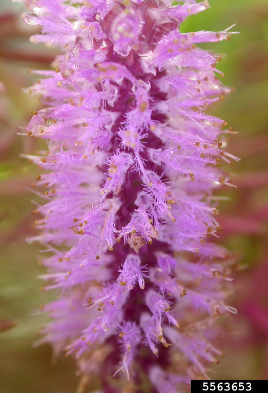 pogostemon (Pogostemon erectus)