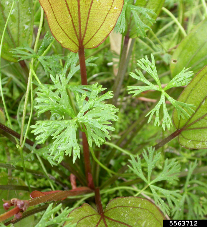 river buttercup (Ranunculus inundatus R.Br. ex DC.)
