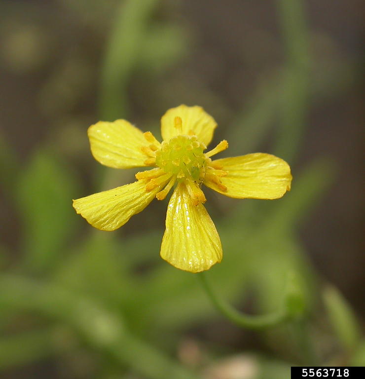 buttercup (Genus Ranunculus)