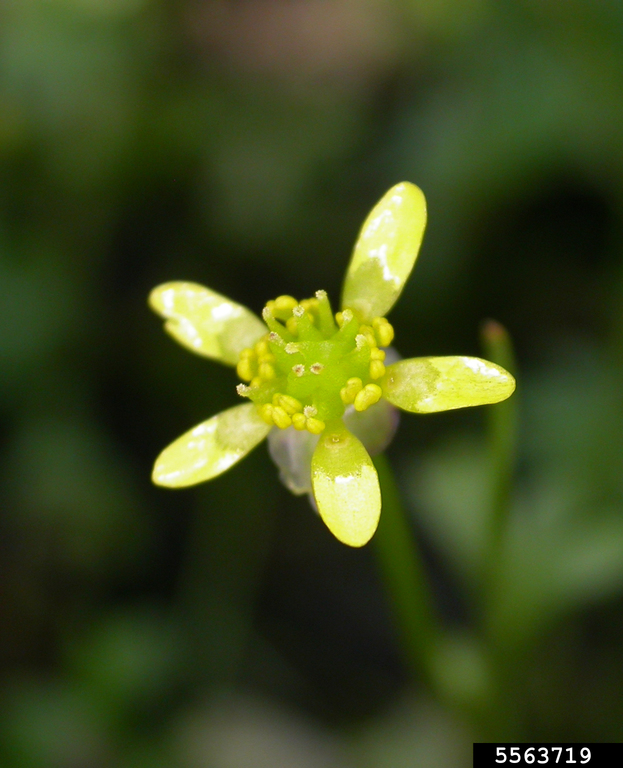 buttercup (Genus Ranunculus)