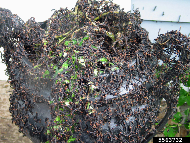 elm spanworm (Ennomos subsignaria (Hubner))