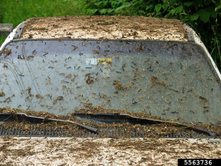 elm spanworm (Ennomos subsignaria (Hubner))
